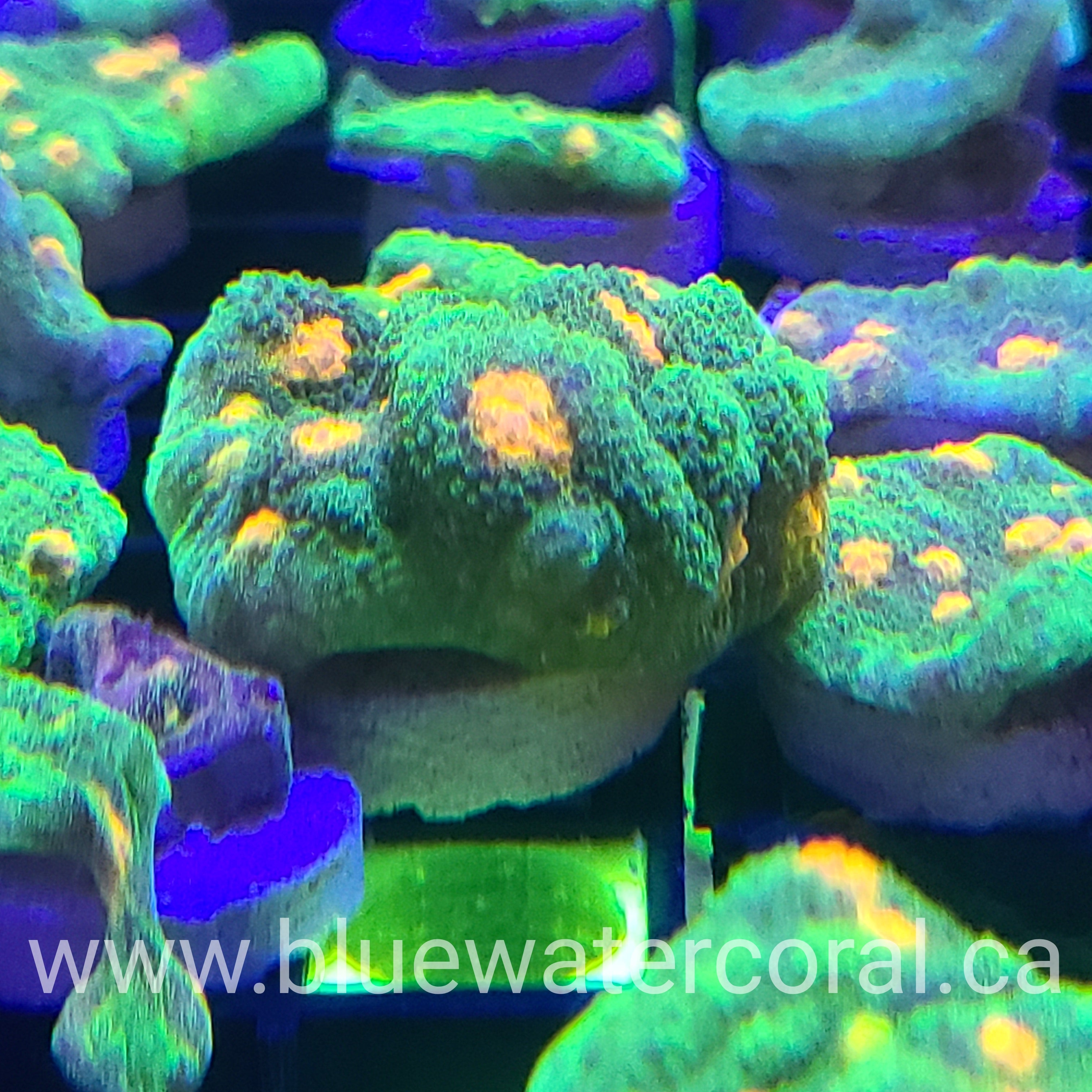 LPS Corals – Blue Water Coral