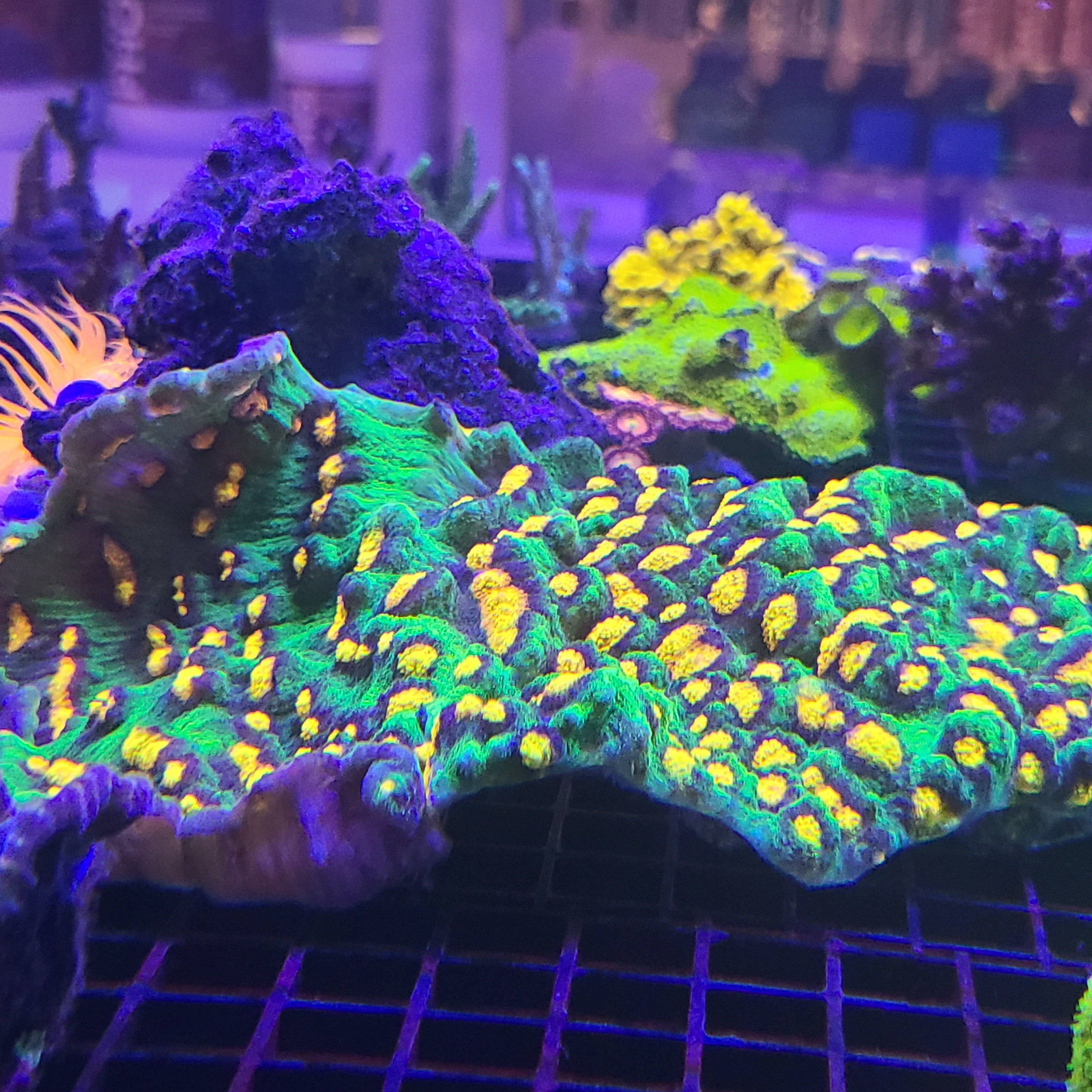 Corals - Aquacultured Frags – Blue Water Coral