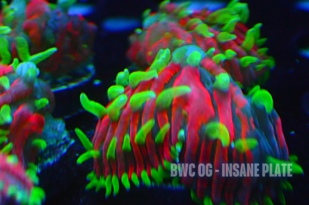 Blue Water Coral - Niagara On The Lake, Ontario, Canada