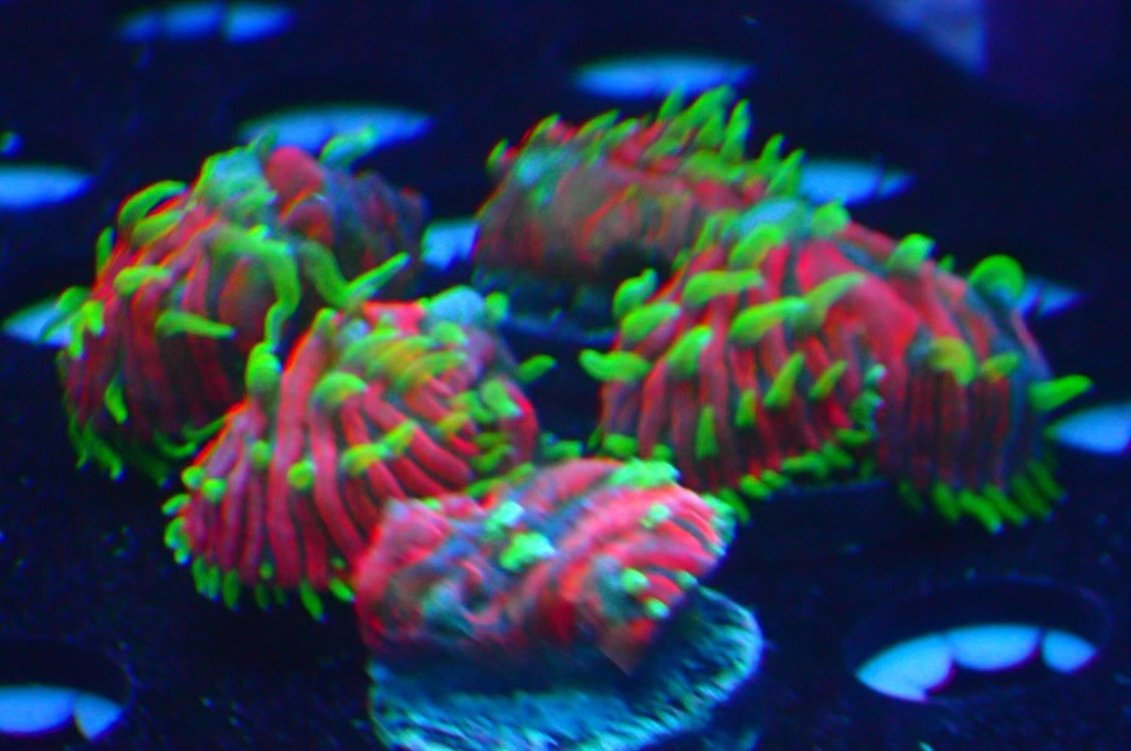 Blue Water Coral - Niagara On The Lake, Ontario, Canada